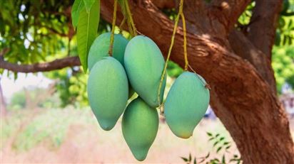 Sẵn sàng xuất khẩu - Chắp cánh nông sản Việt vươn tầm thế giới